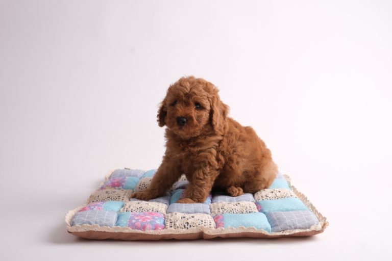 The Most Popular Dog Breeds In Malaysia